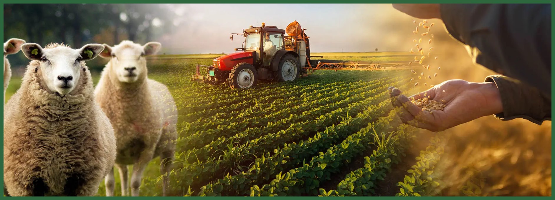 r2_4_03a - Rolnictwo uprzemysłowione i rolnictwo ekologiczne